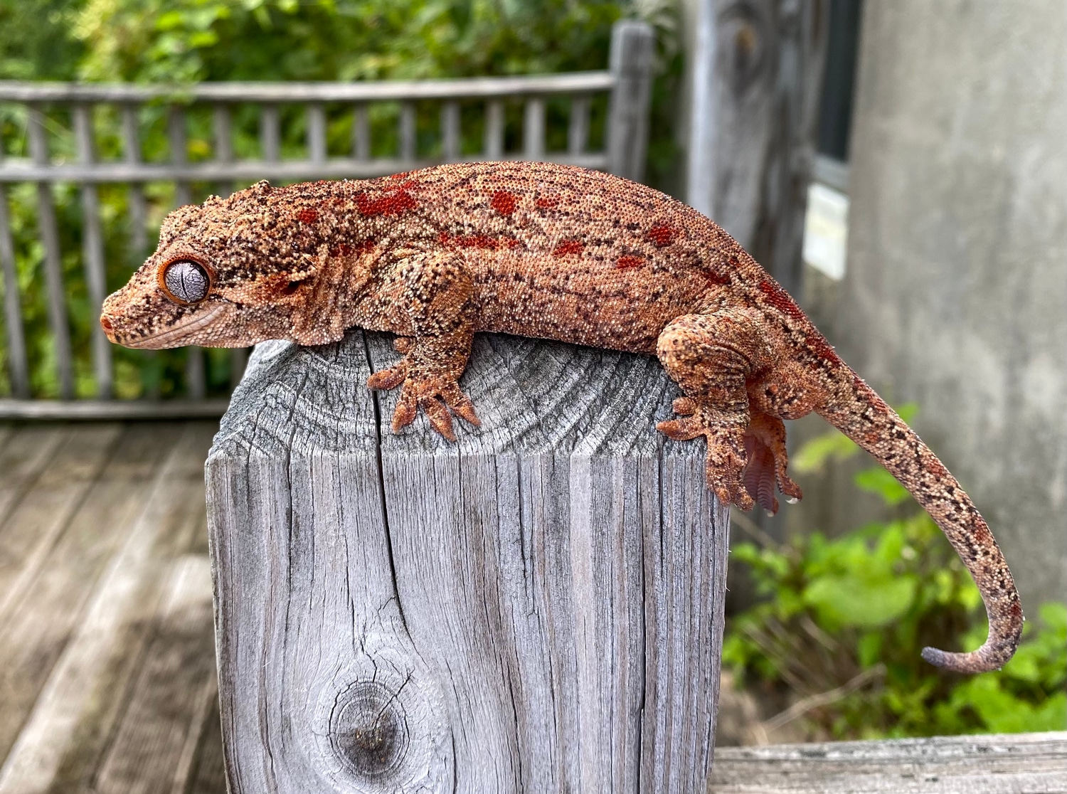 Proven Breeder Pink Base/red Blotch Gargoyle Gecko by Haneisen Premium ...