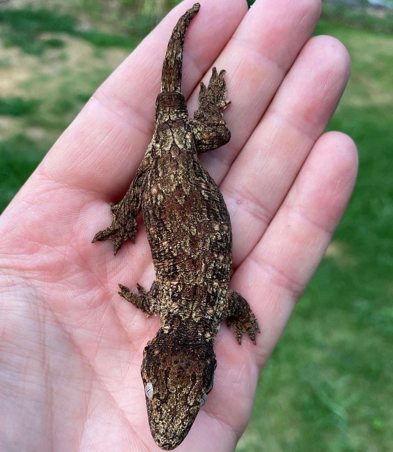 Big GT Baby #1 Leachianus Gecko by Haneisen Premium Reptiles - MorphMarket