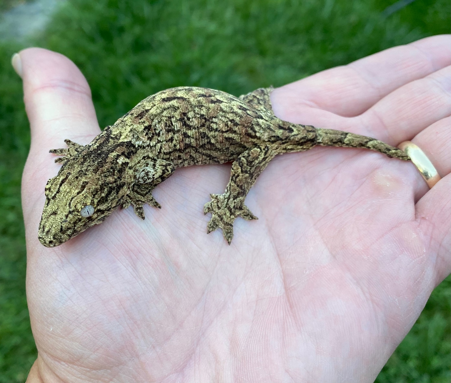 Huge Dark GT Hatchling (Lucifer Baby!) Leachianus Gecko by Haneisen ...