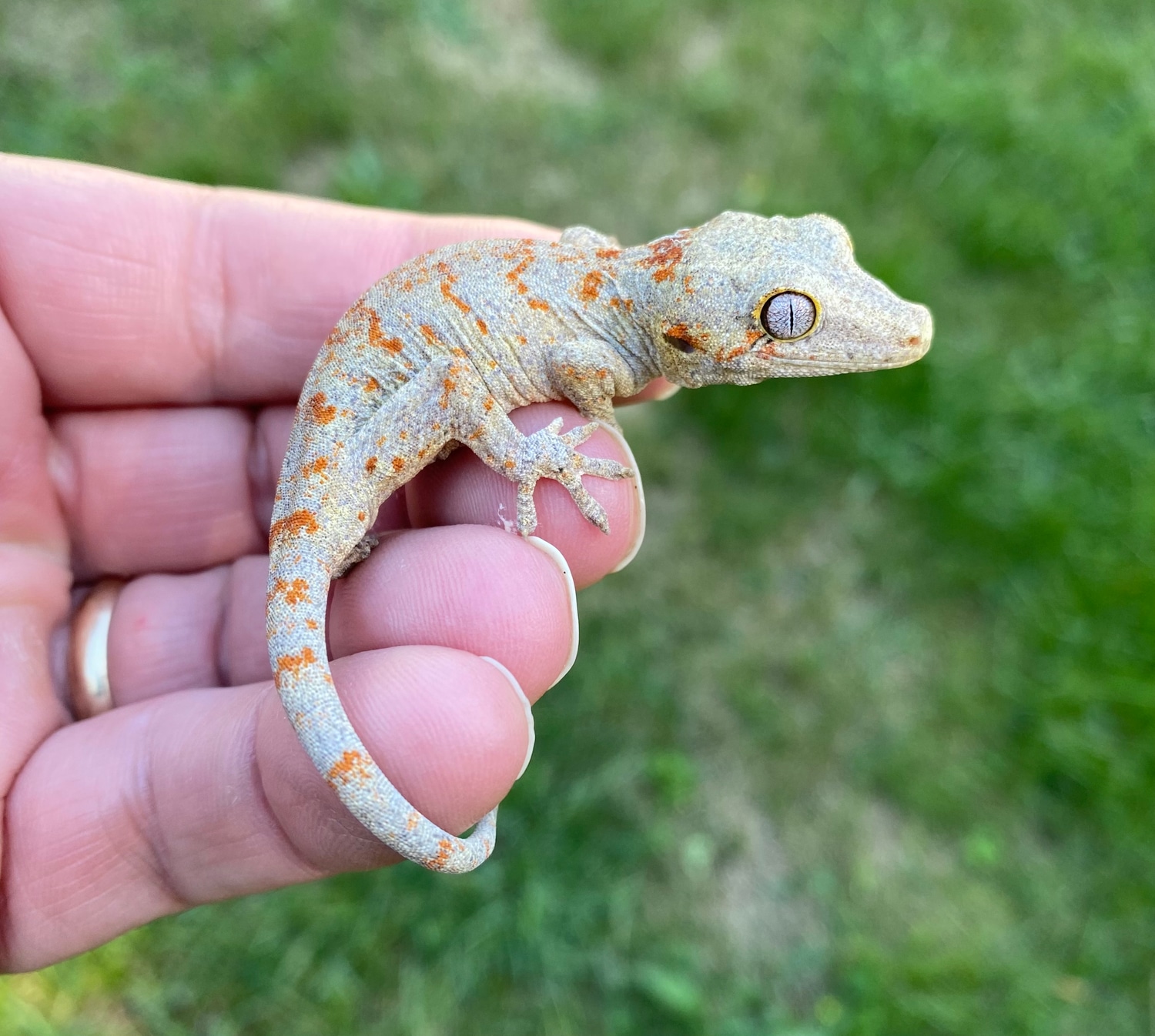 Orange Blotch Baby Gargoyle Gecko by Haneisen Premium Reptiles ...