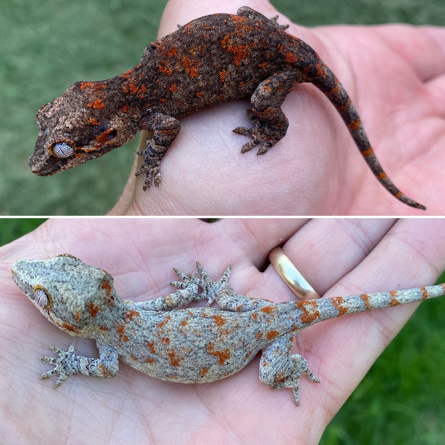 Red Blotch Baby Gargoyle Gecko by Haneisen Premium Reptiles - MorphMarket