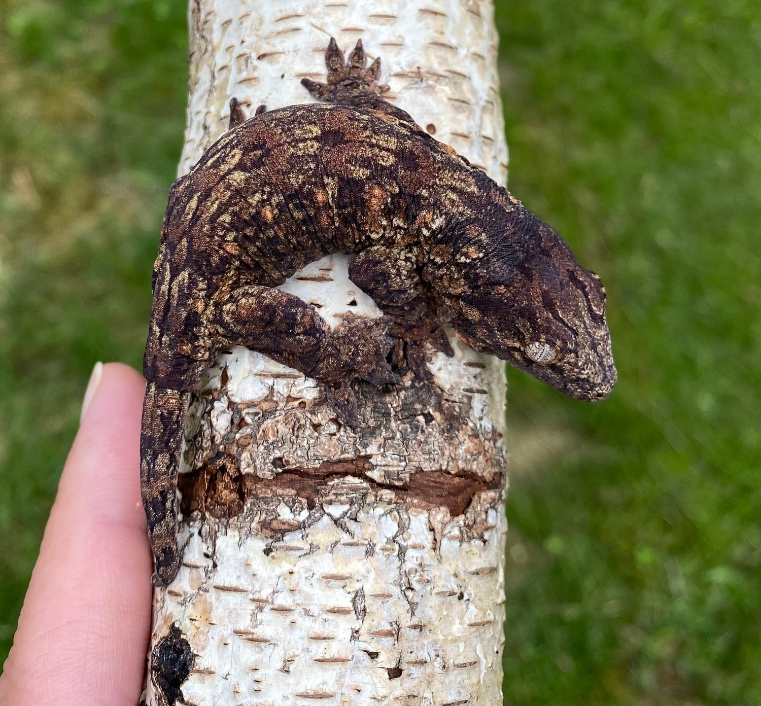 GT Dark Baby #3 Leachianus Gecko by Haneisen Premium Reptiles - MorphMarket