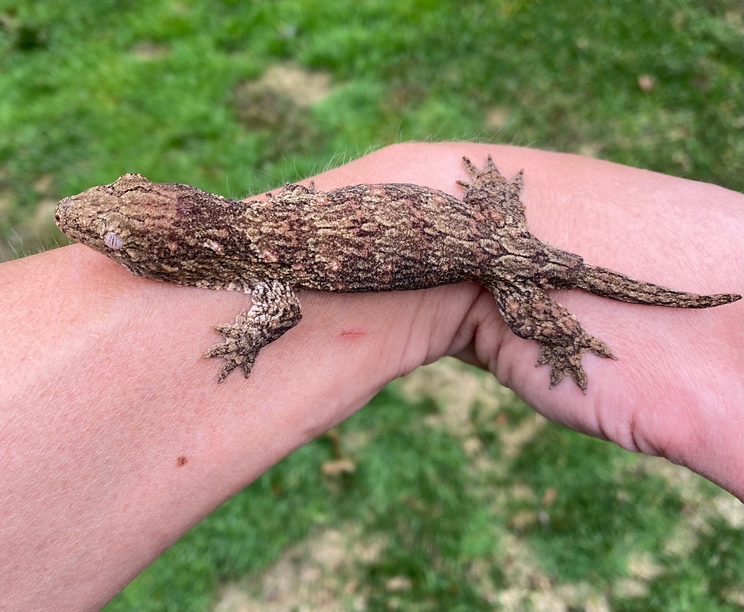 GT Dark Baby #4 Leachianus Gecko by Haneisen Premium Reptiles - MorphMarket