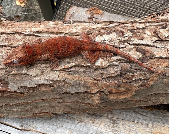 Pink Base Red/Orange Blotch Gargoyle Gecko by Haneisen Premium Reptiles