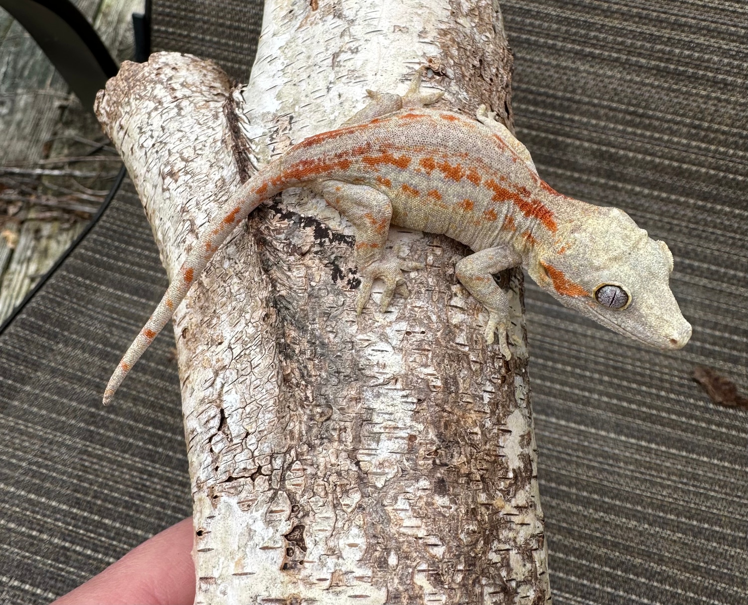 Red/Orange Stripe Hatchling Gargoyle Gecko by Haneisen Premium Reptiles ...