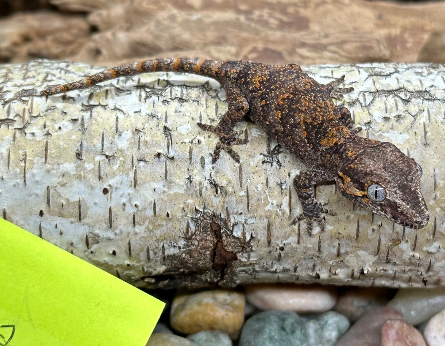 Blotch Baby (Murderbot#7) Gargoyle Gecko by Haneisen Premium Reptiles ...