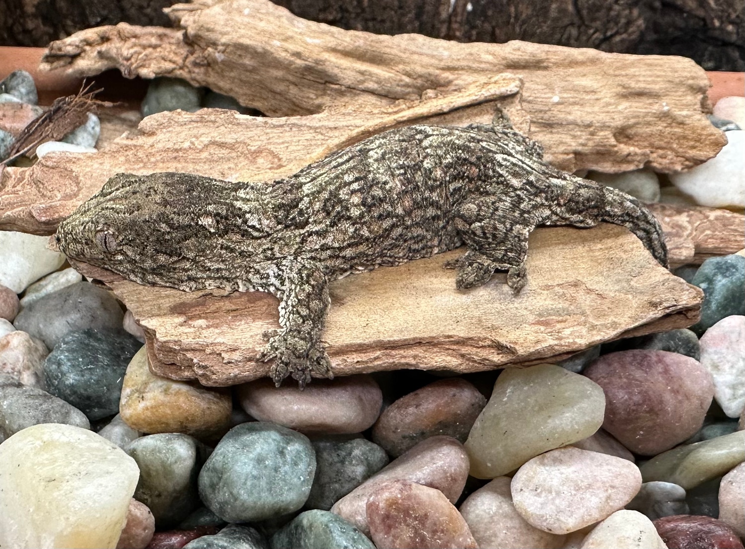 Dark GT Baby #2 Leachianus Gecko by Haneisen Premium Reptiles - MorphMarket