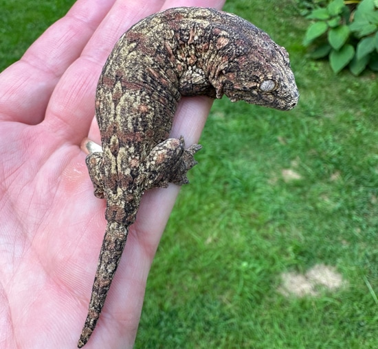 Massive GT Baby Leachianus Gecko by Haneisen Premium Reptiles