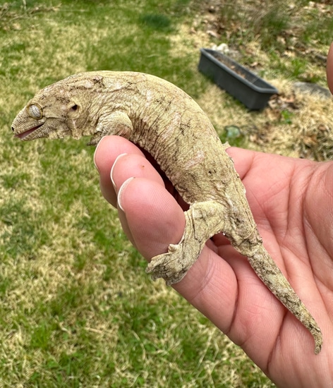 Ultra Light Pastel With Light Pink Bands Leachianus Gecko by Haneisen ...