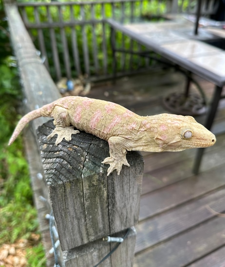 High-pink Super Pastel Male Baby Leachianus Gecko by Haneisen Premium ...