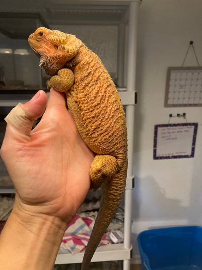 Red Trans Central Bearded Dragon by Ruths' Reptiles