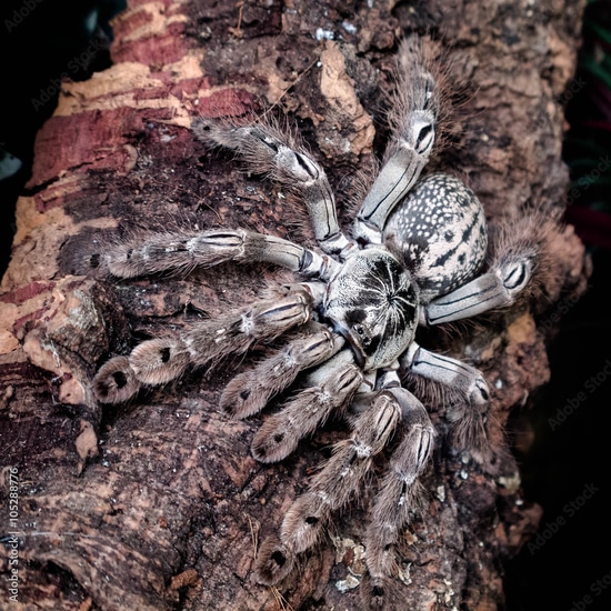 Togo Starburst Baboon( Heteroscodra Maculata) Tarantula by Robin Exotics
