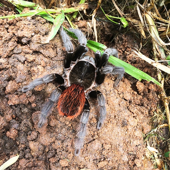 Tliltocatl Sabulosus (Guatemalan Redrump) Tarantula by Robin Exotics