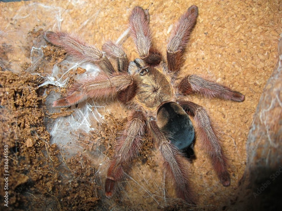 Psalmopoeus Pulcher(Panama Blonde) Tarantula by Robin Exotics