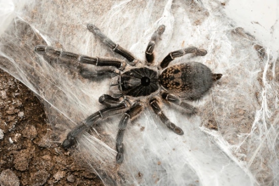 Ceratogyrus Marshalli (Straight Horned Baboon) Tarantula by Robin Exotics
