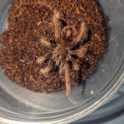 Robin Exotics - MorphMarket