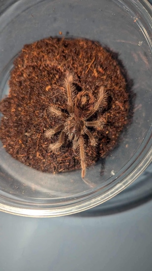 Xenesthis Intermedia (Amazon Blue Bloom Tarantula) by Robin Exotics