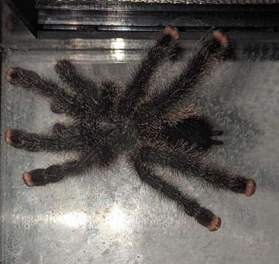 Avicularia Avicularia M6 (Giant Metallic Blue Pink Toe) Tarantula by ...