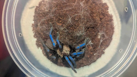 Birupes Simoroxigorum (Borean Neon- Blue Leg) Tarantula by Robin Exotics