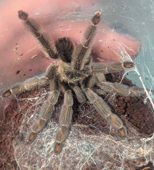 Psalmopoeus Cambridgei (Trinidad Chevron Tarantula) by Robin Exotics