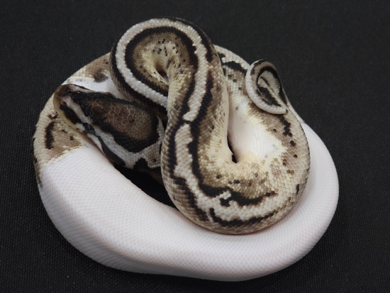 Super Pastel Axanthic Pied (VPI) Ball Python by Robinette Reptiles