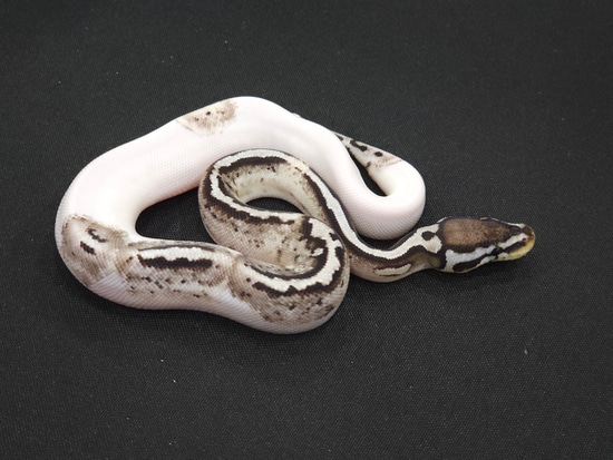 Super Pastel Axanthic Pied (VPI) Ball Python by Robinette Reptiles