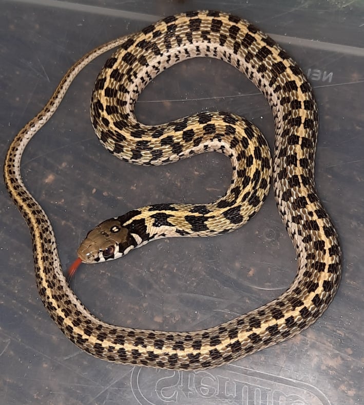 Checkered Garter Snake by Home Grown Pets - MorphMarket