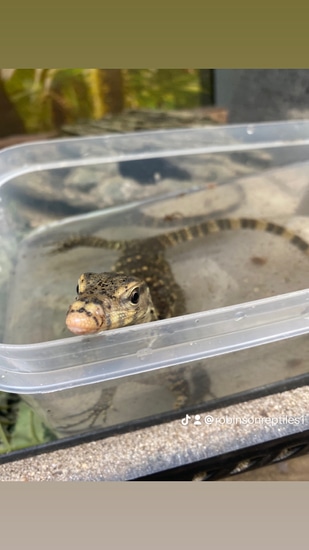 Sumatran Water Monitor by RobinsonsReptiles