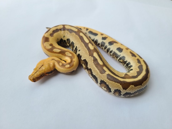 Holdback Borneo Short Tail Python Borneo Short-Tailed Python by Rob Is ...