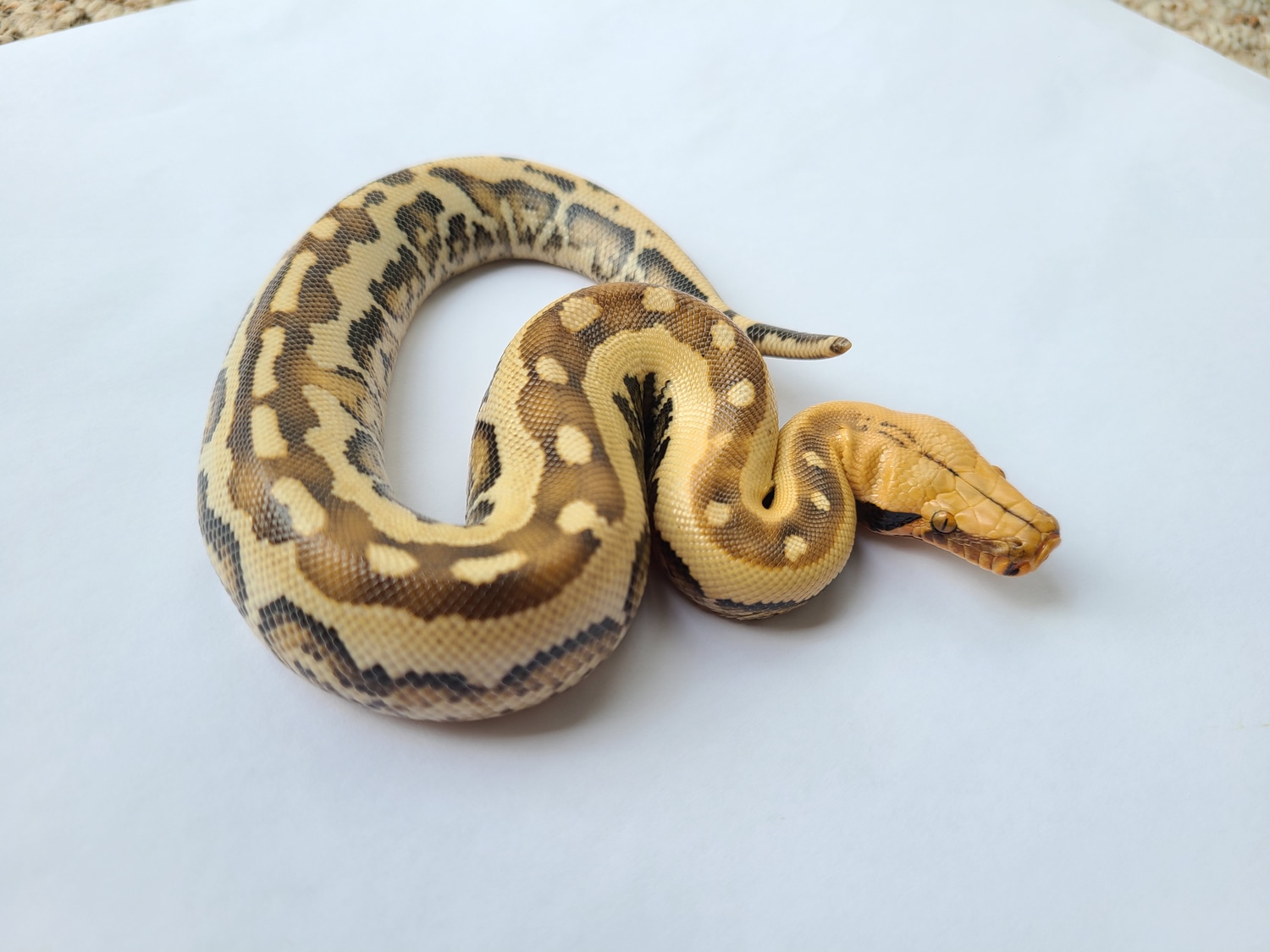 Borneo Short Tail Python Borneo Short-Tailed Python by Rob Is Creeping ...