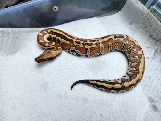 Striped 50% Het T- Albino Blood Blood Python by Rob Is Creeping It Real