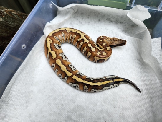 Striped 50% Het T- Albino Blood Blood Python by Rob Is Creeping It Real