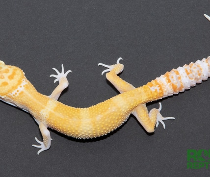 Pure Copper Tremper Albino Leopard Gecko by Rob's Reptiles - MorphMarket