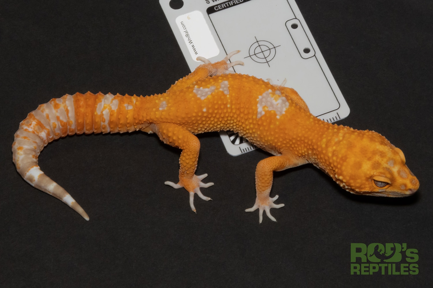 Pure Copper Tremper Albino Leopard Gecko by Rob's Reptiles - MorphMarket