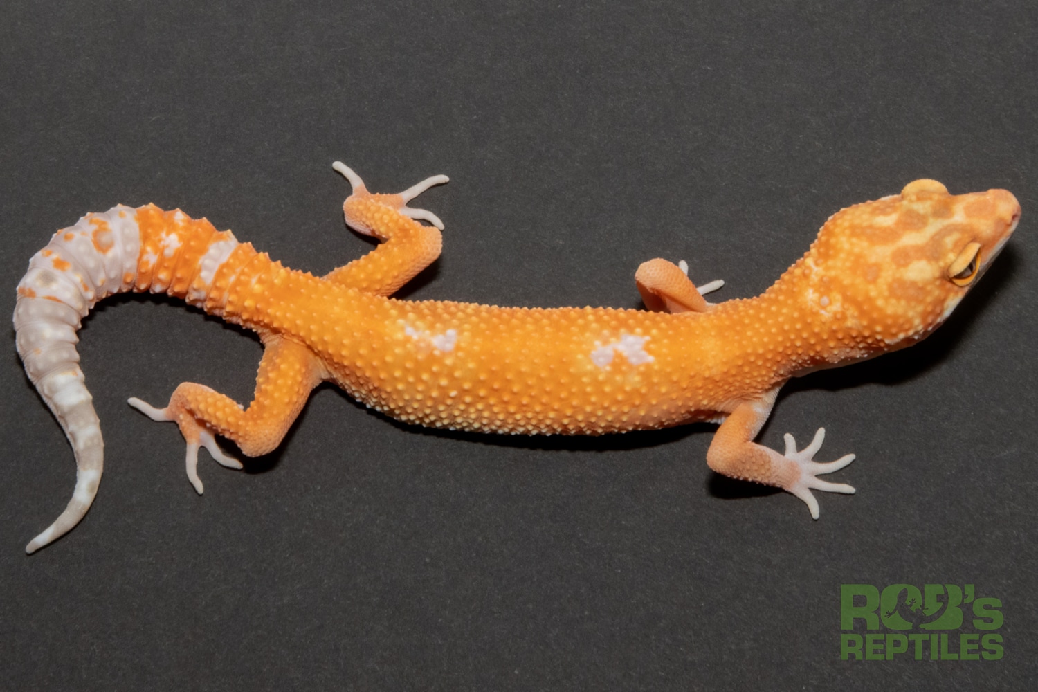 Pure Copper Tremper Albino Leopard Gecko by Rob's Reptiles - MorphMarket