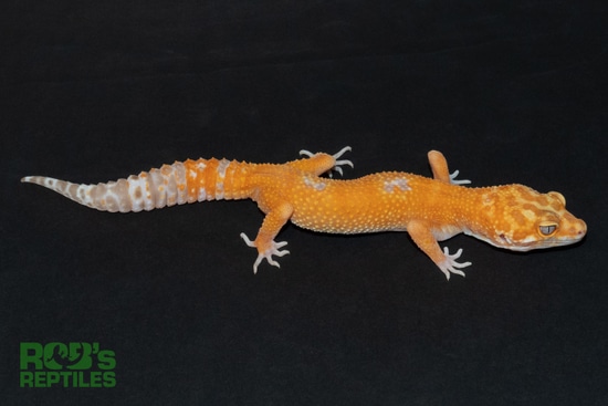 Pure Copper Tremper Albino Leopard Gecko by Rob's Reptiles