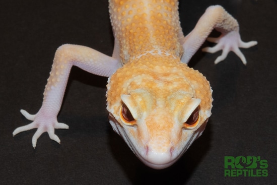 Tangerine Copper Tremper Eclipse Leopard Gecko by Rob's Reptiles