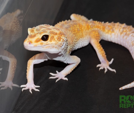 Pure Copper Tremper Albino Leopard Gecko by Rob's Reptiles - MorphMarket