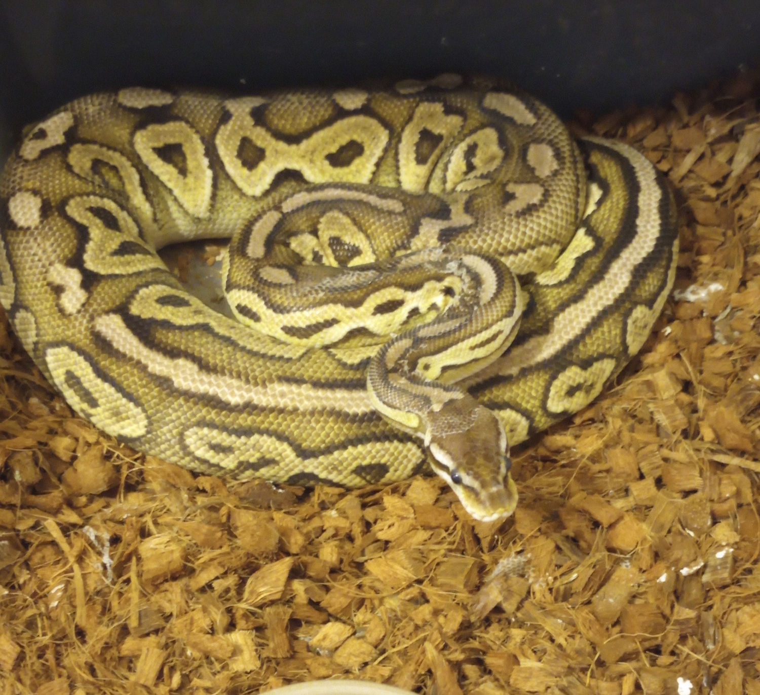 Pewter (Pastel,cinnamon) Ball Python by Ribits_reptiles - MorphMarket