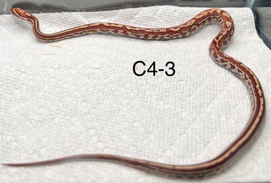 Healthy Eater Corn Snake by CRAZ-E coRns & more