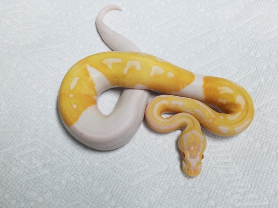 Albino Pied High Contrast Female Ball Python by 495 Reptiles