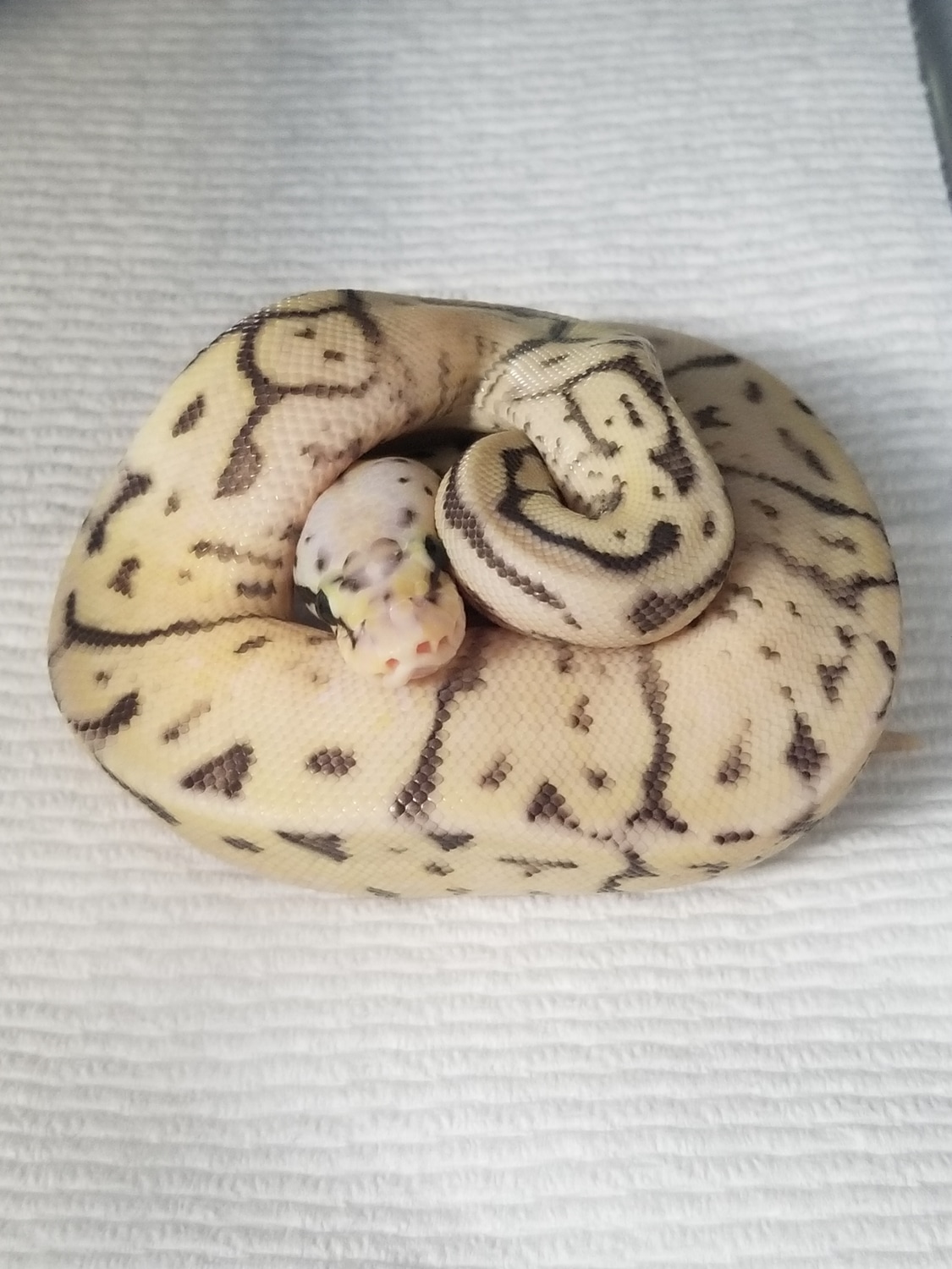 Killerbee 100% Het Pied Ball Python by 495 Reptiles - MorphMarket
