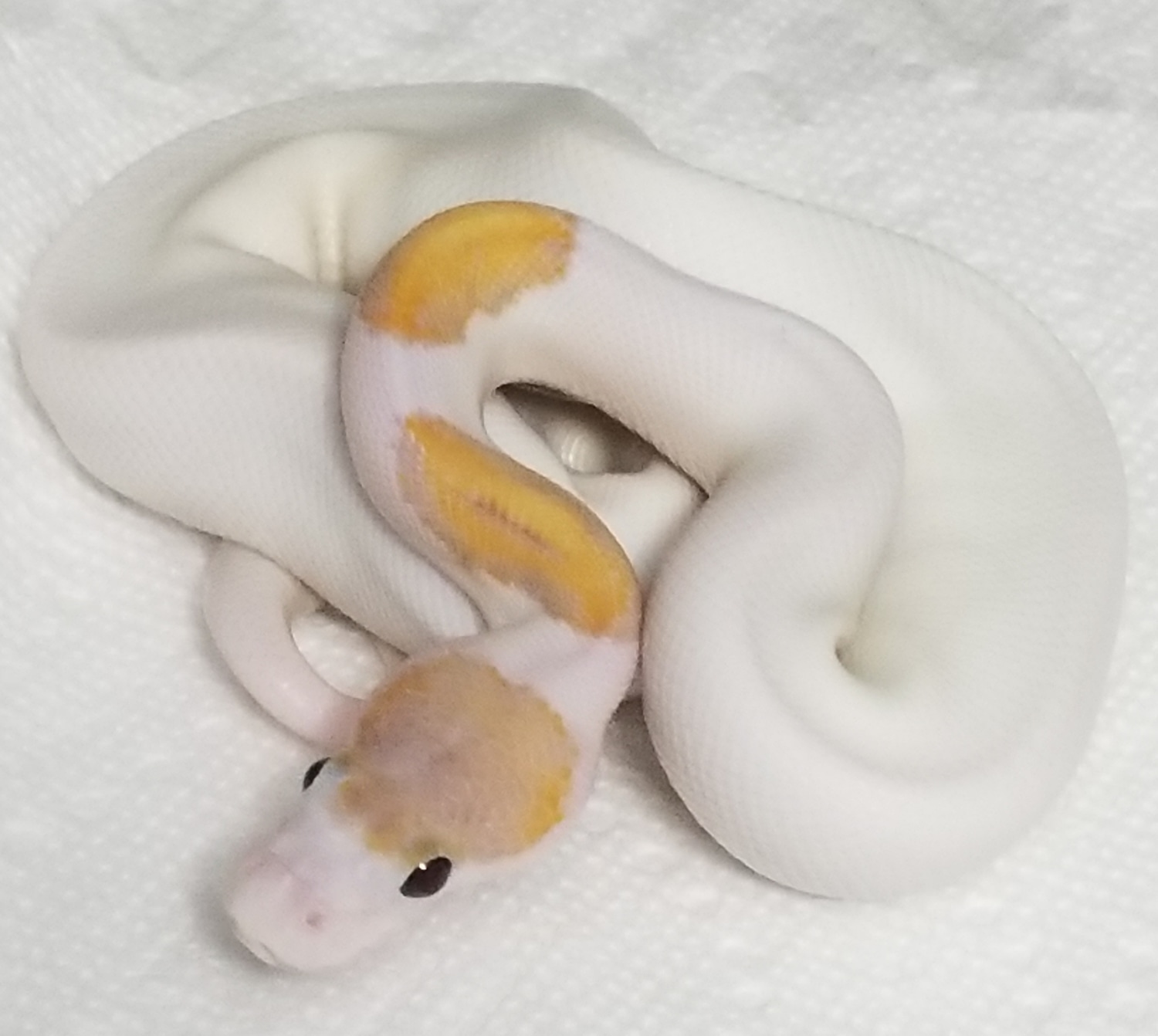 Banana Pinto Pied Ball Python by 495 Reptiles - MorphMarket