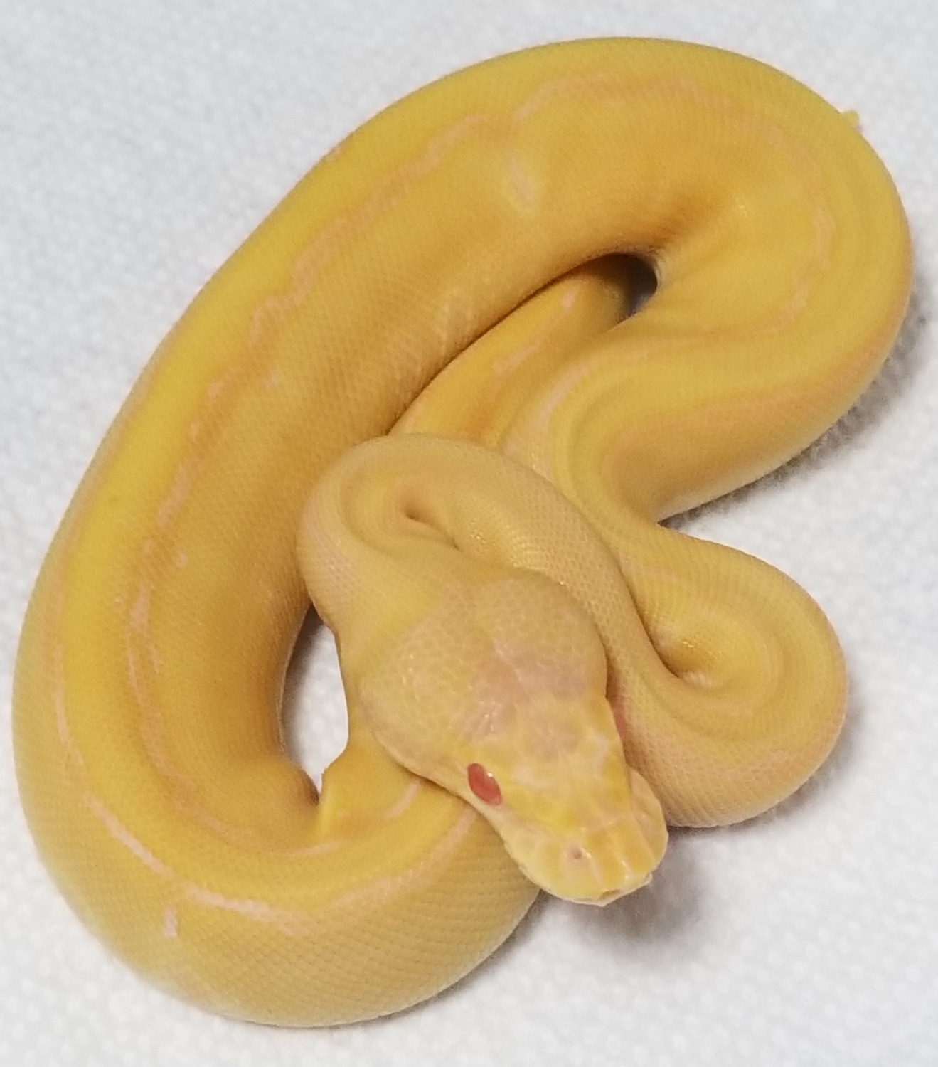 Albino Pinstripe Pos Candino Het Pied Ball Python by 495 Reptiles ...