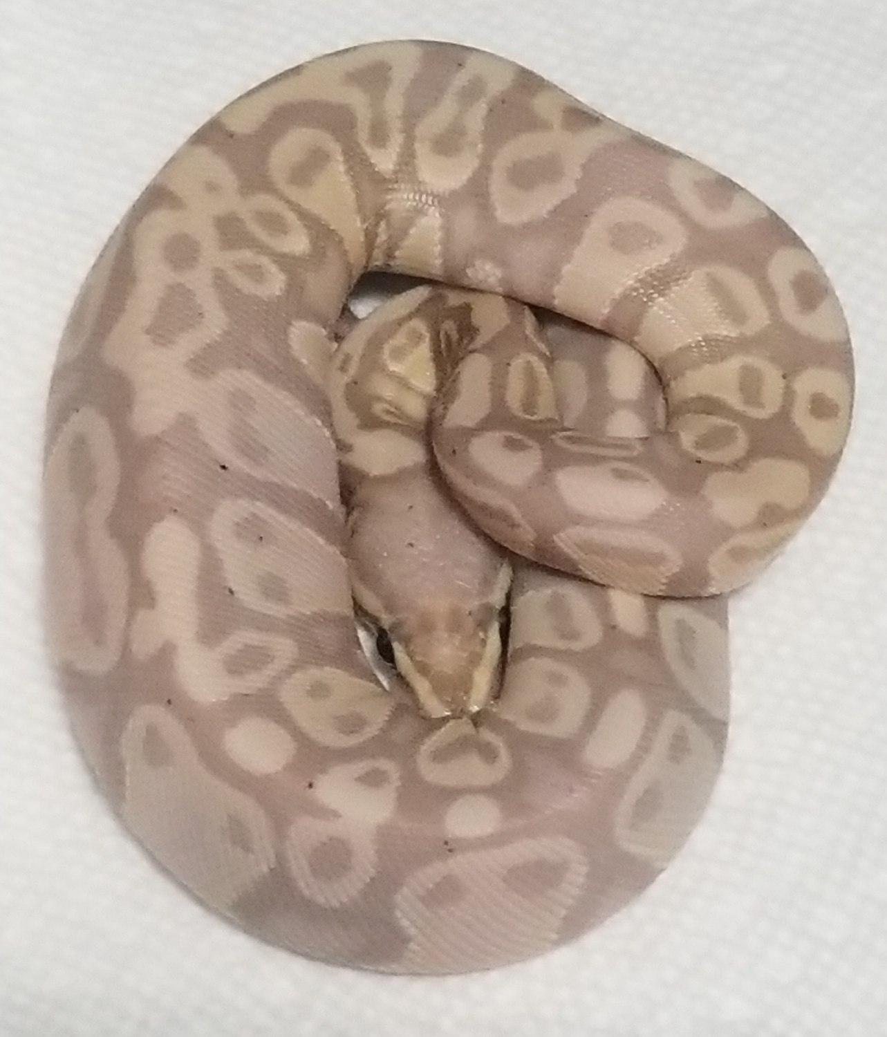 Super Banana Het Pied Ball Python by 495 Reptiles - MorphMarket