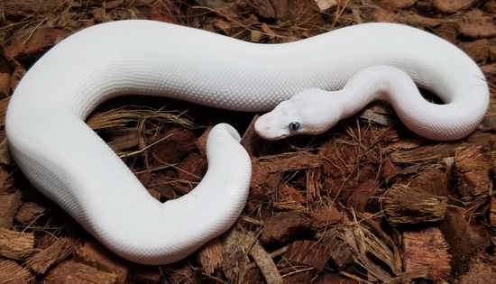 ♀️ Mojave Butter Ball Python by 495 Reptiles
