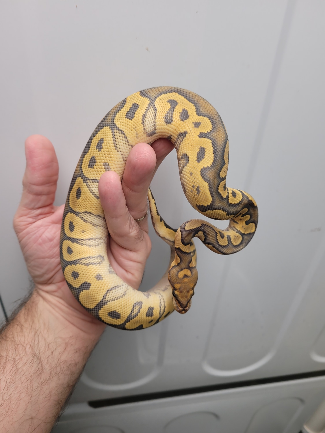 Phantom Hypo Clown Ball Python by 495 Reptiles - MorphMarket