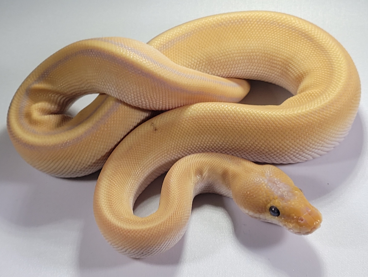 Banana Leopard Mojave G-stripe Ball Python by 495 Reptiles - MorphMarket