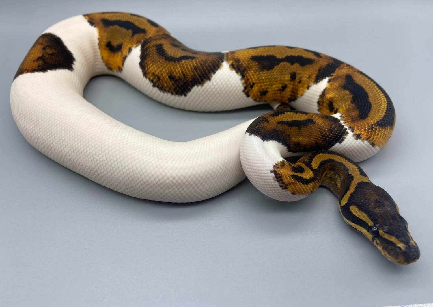 Piebald Het Albino Emoji Pied Ball Python by 495 Reptiles - MorphMarket