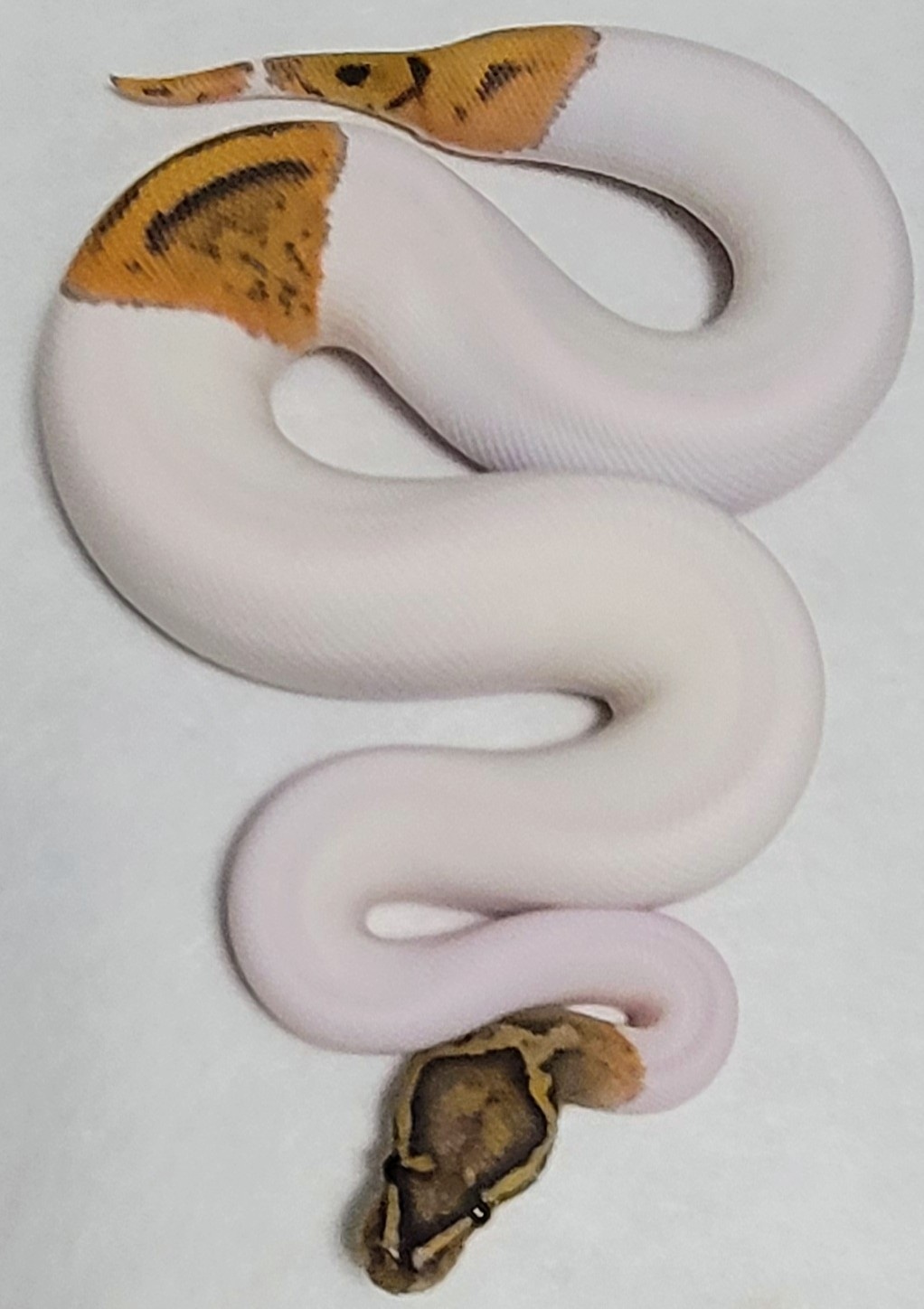 Orange Ghost Piebald Hypo Ball Python by 495 Reptiles - MorphMarket